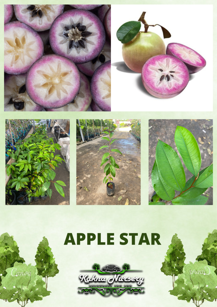 Apple Star ( Apple Susu ) - Kakna Nursery